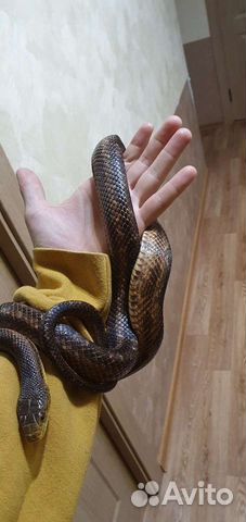 Полоз, крысиная змея, серый техасский полоз