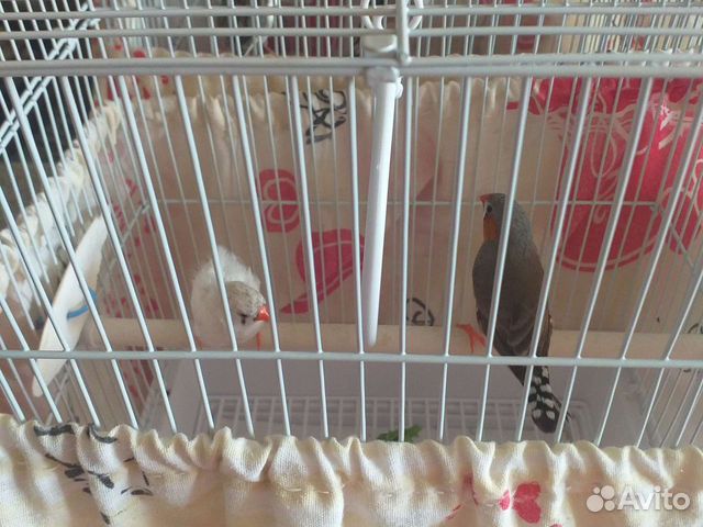 Амадины самец и самка