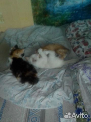 Отдаю сибирских+ ангорских котят
