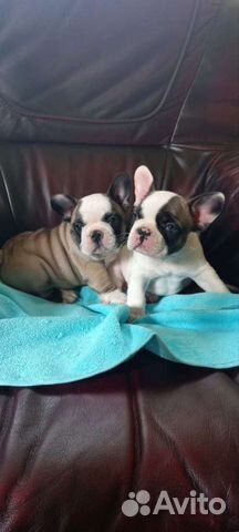 Мальчики бульдожки