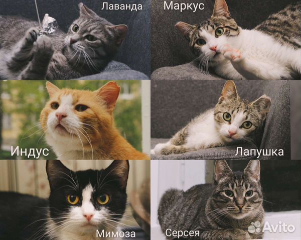 Ласковые кошечки и котики. Рыжий, полосатая
