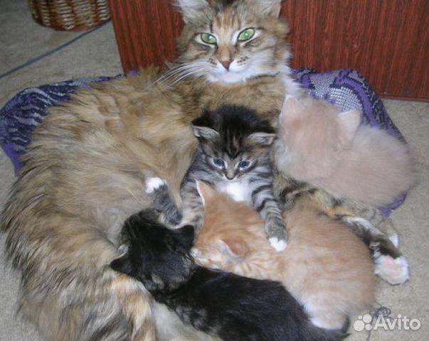 Котёнок куколка