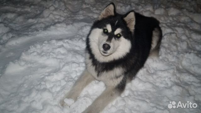 Кобель для вязки