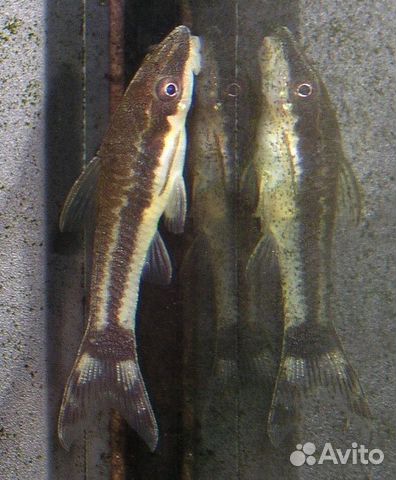 Отоцинклюс (сомик-водорослеед)