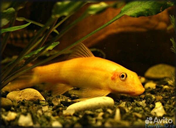 Рыбки гиринохейлус желтый золотой