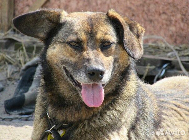 Энергичный Гаврилка