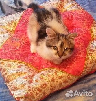 Нежный котенок Семицветик в добрые руки
