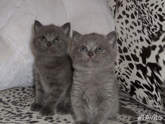 Продам очаровательных котят