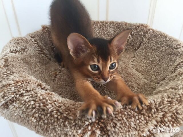 Котик Фарух и кошечка Зумрад