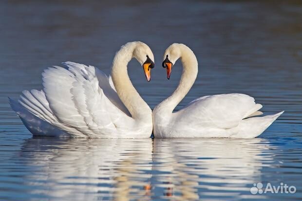 Лебеди и павлины для фото сессий и свадеб вывозим