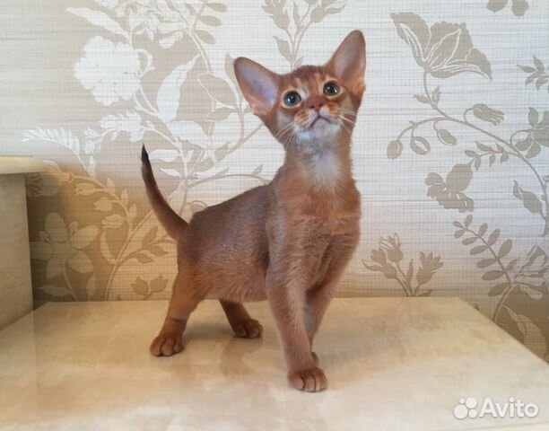 Аби кошечка Фламина