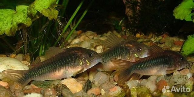 Коридорасы крапчатые, золотые, зигатус половозрелы