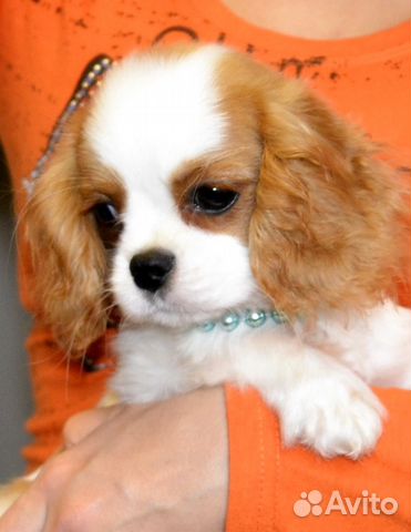 Кавалер Кинг Чарльз Спаниель принцы и принцессы