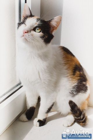 Одноглазка из приюта