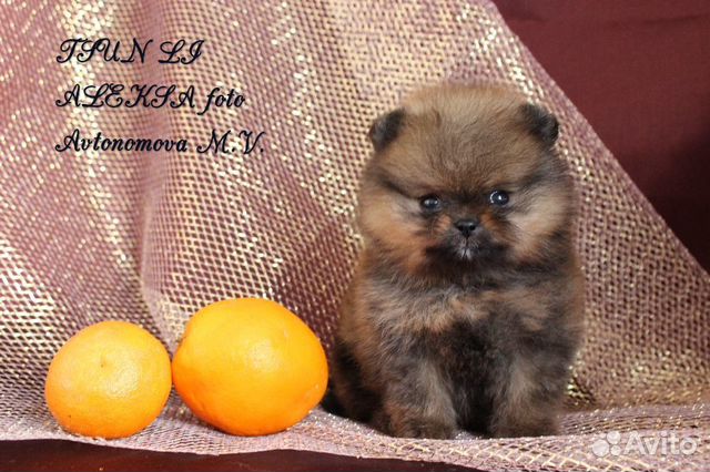 Крошечная принцесса цвергшпиц