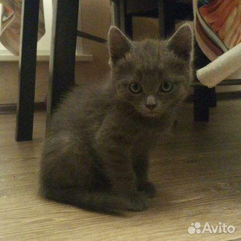 Плюшевый, "золотой" котенок в добрые руки