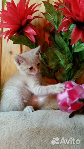 Нежно- рыжий котенок 1 мес