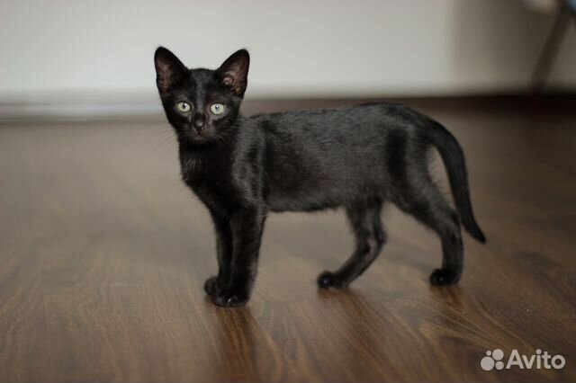 Котенок Гамлет в добрые руки