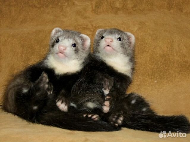 Экзотики полуангорки и ангорки