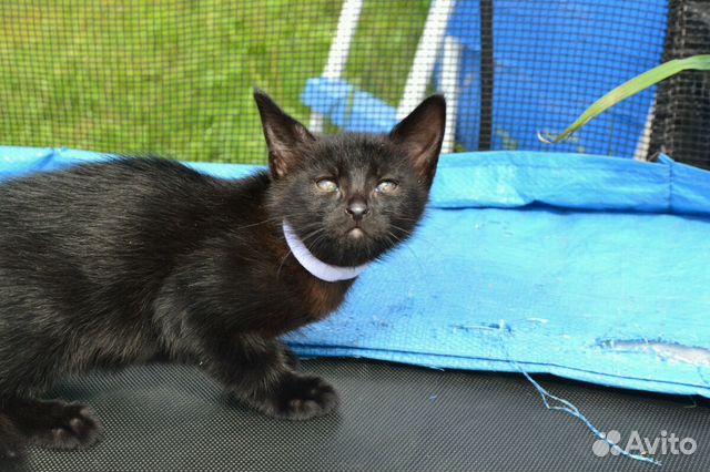 Редкий котенок чаузи