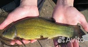 Рыбхоз 47 (Линь)