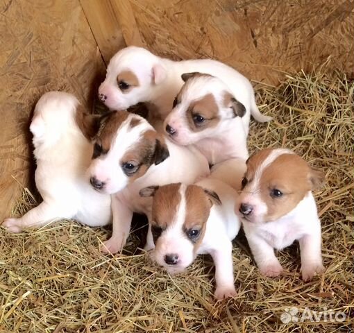 Джек Рассел малыши