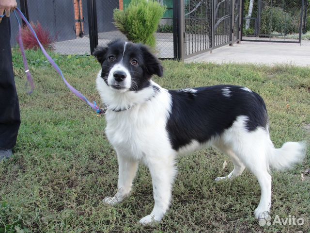 Патрик ждет хозяина