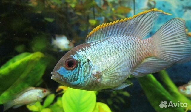 Мальки Нанакары неоновой