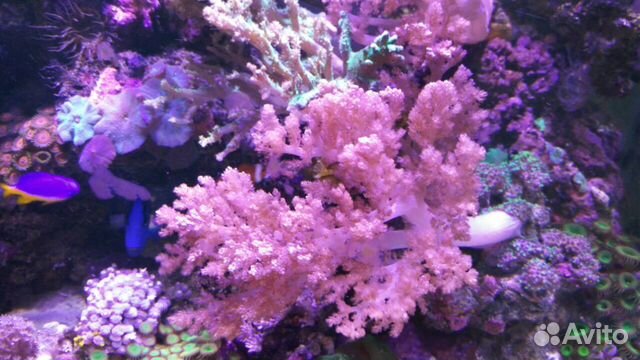 Морские кораллы