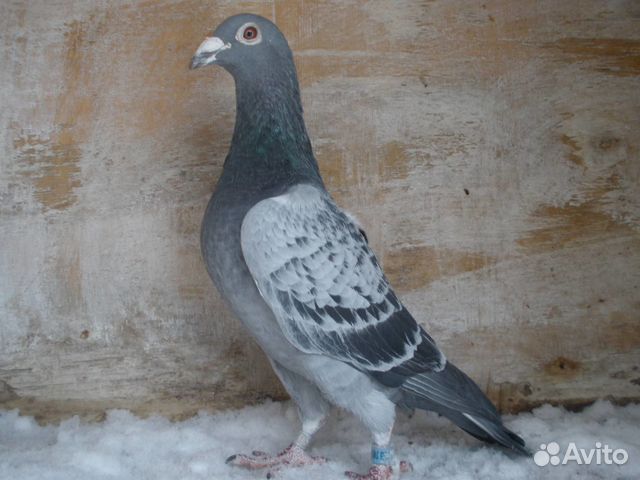 Спортивные голуби