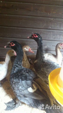 Индоутки мускусные утки, мясо птицы, утята, яйцо
