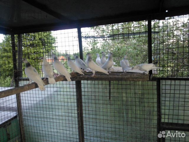 Голуби венгры