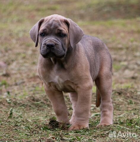 Fior Di Ferro Kennel