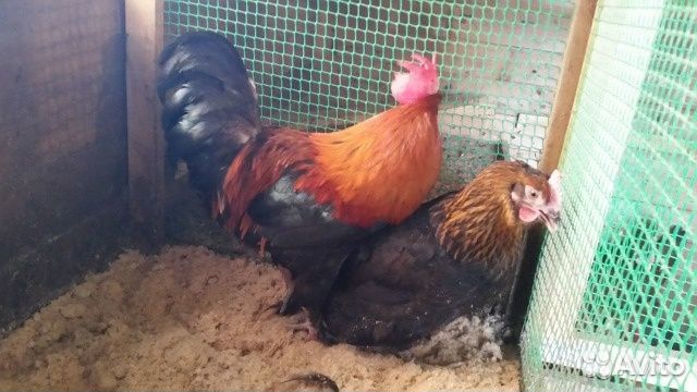 Инкубационное яйцо Маран, кохинхин палевый, кучинс
