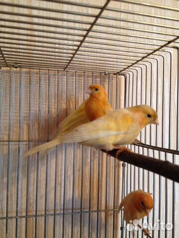 Продам канареек