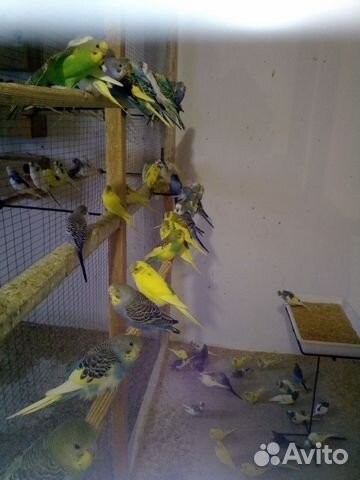 Волнистые попугаи