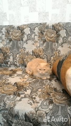 Кремовая чудо-девочка в добрые руки