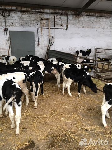 Бычки и тёлочки