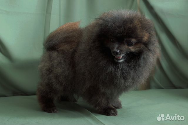 Настоящий померанец