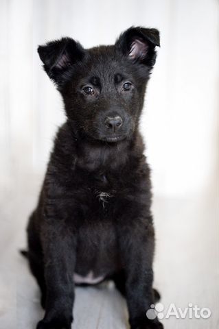 Овчароидная девочка ищет дом