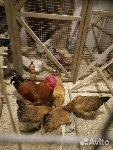 Инкубационное яйцо Кучинской Юбилейной