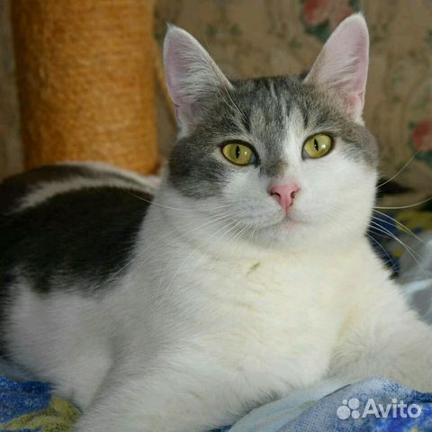 Добрейший души, плюшевый кот в хорошие руки