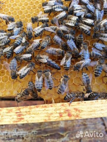 Пчелы от Владимира Пасечника