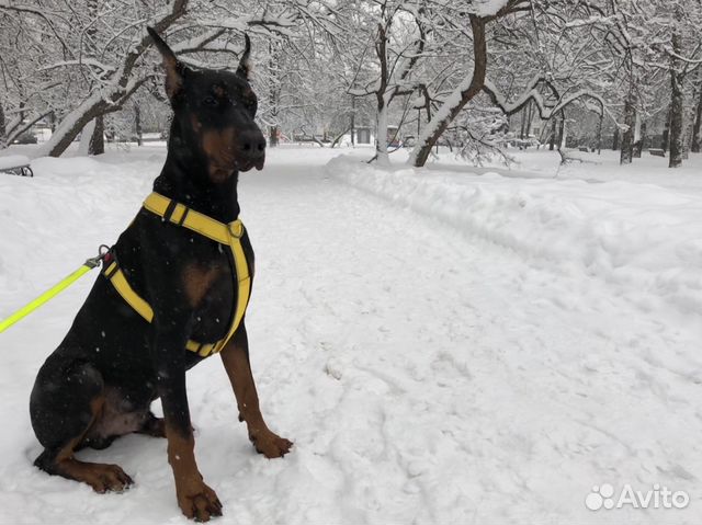 Доберман в дар