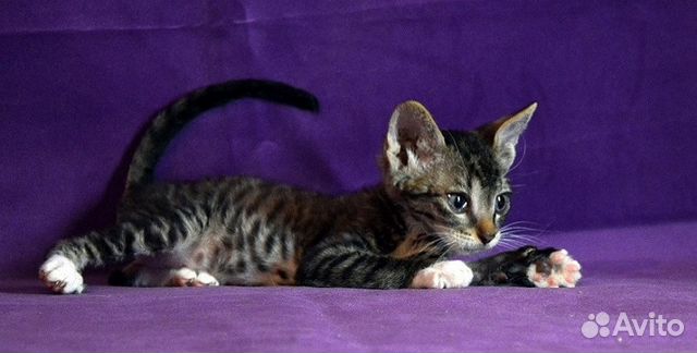 Котенок для аллергиков