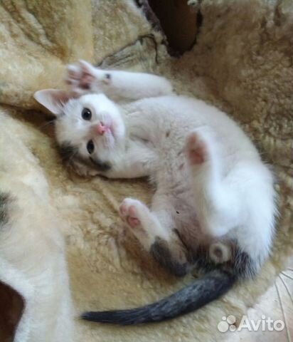 Маленький, забавный Шустрик 2 мес -в добрые руки