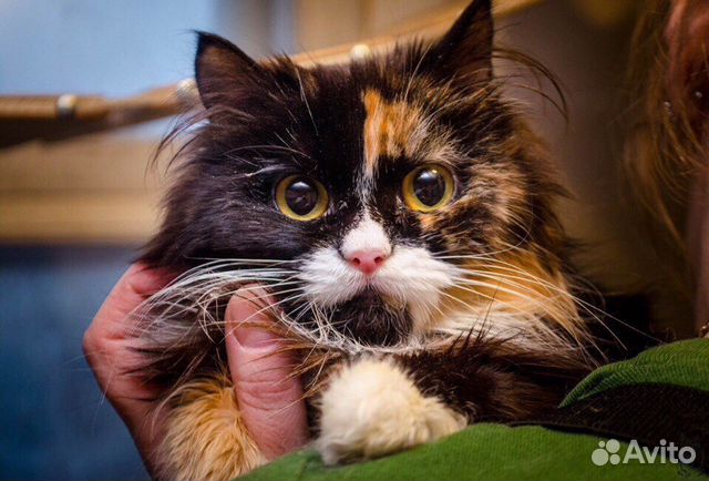 Маргоша ищет дом