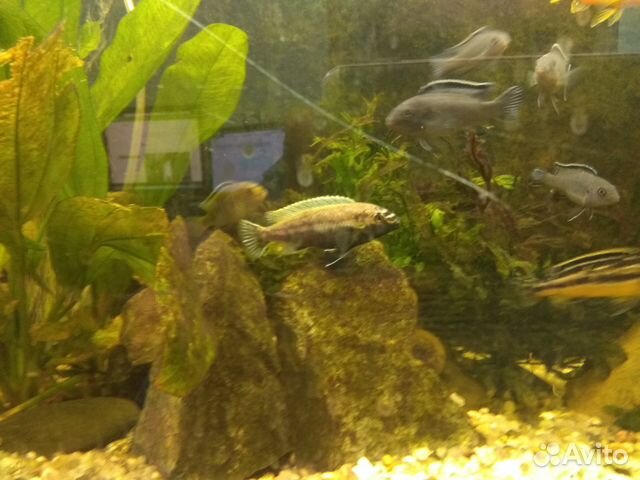 Поменяю или продам самца Melanochromis auratus