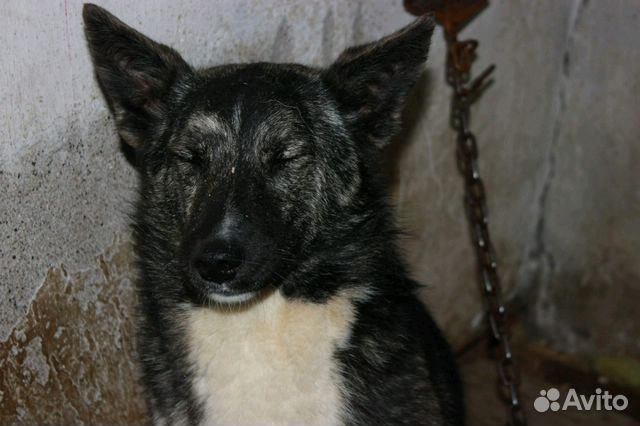 Отдадим очаровательную девочку в хорошие руки