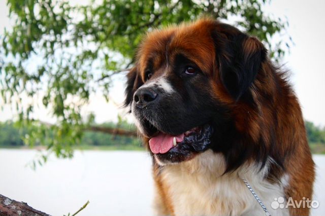 Любимый Друг Тарзан